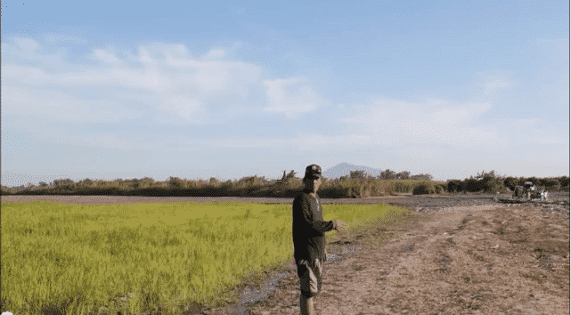 Life at Hacienda Luisita for New Farmer-Beneficiaries - Focus on the ... Life at Hacienda Luisita for New Farmer-Beneficiaries - Focus on the ...